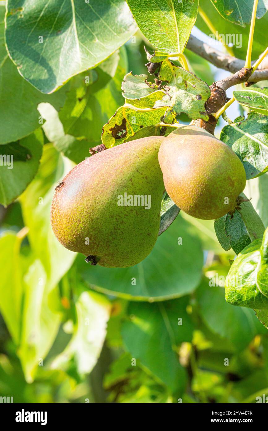 Pear 'Beurre Baltet Pere', Pyrus communis 'Beurre Baltet Pere', fruits ...