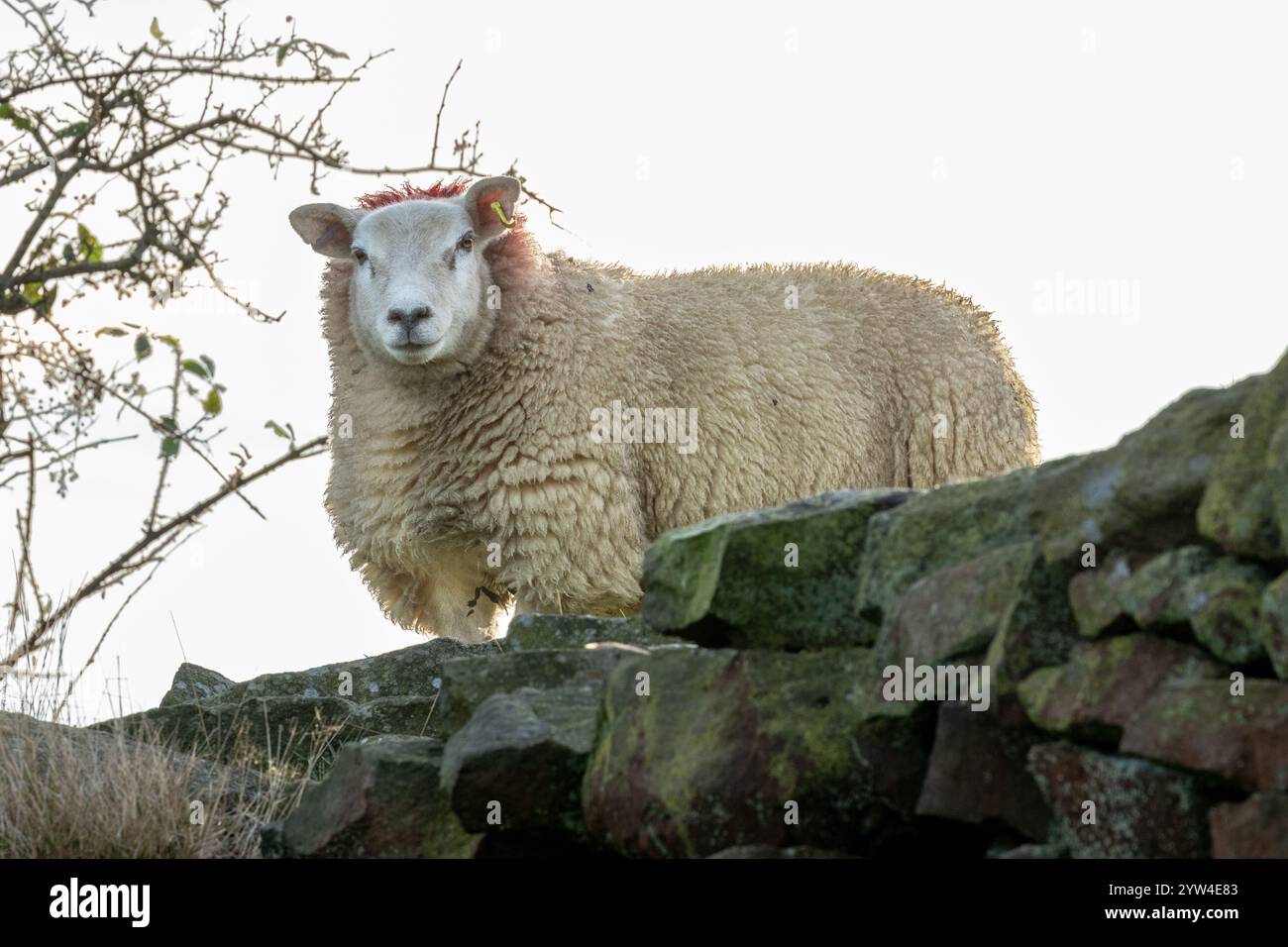 Sheep (Ovis aries, ewe) seen from below. The sheep was looking down ...