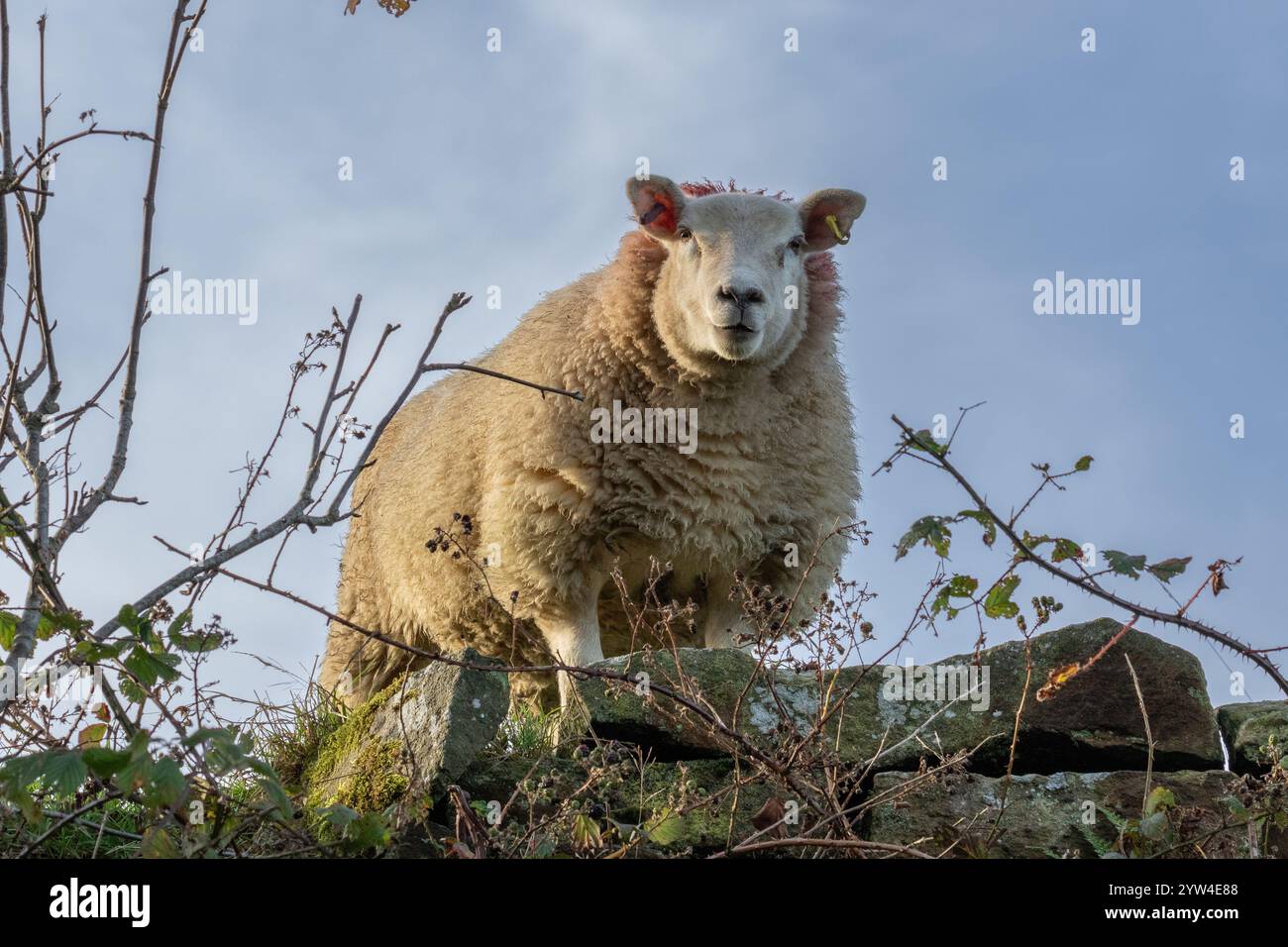Sheep (Ovis aries, ewe) seen from below. The sheep was looking down ...