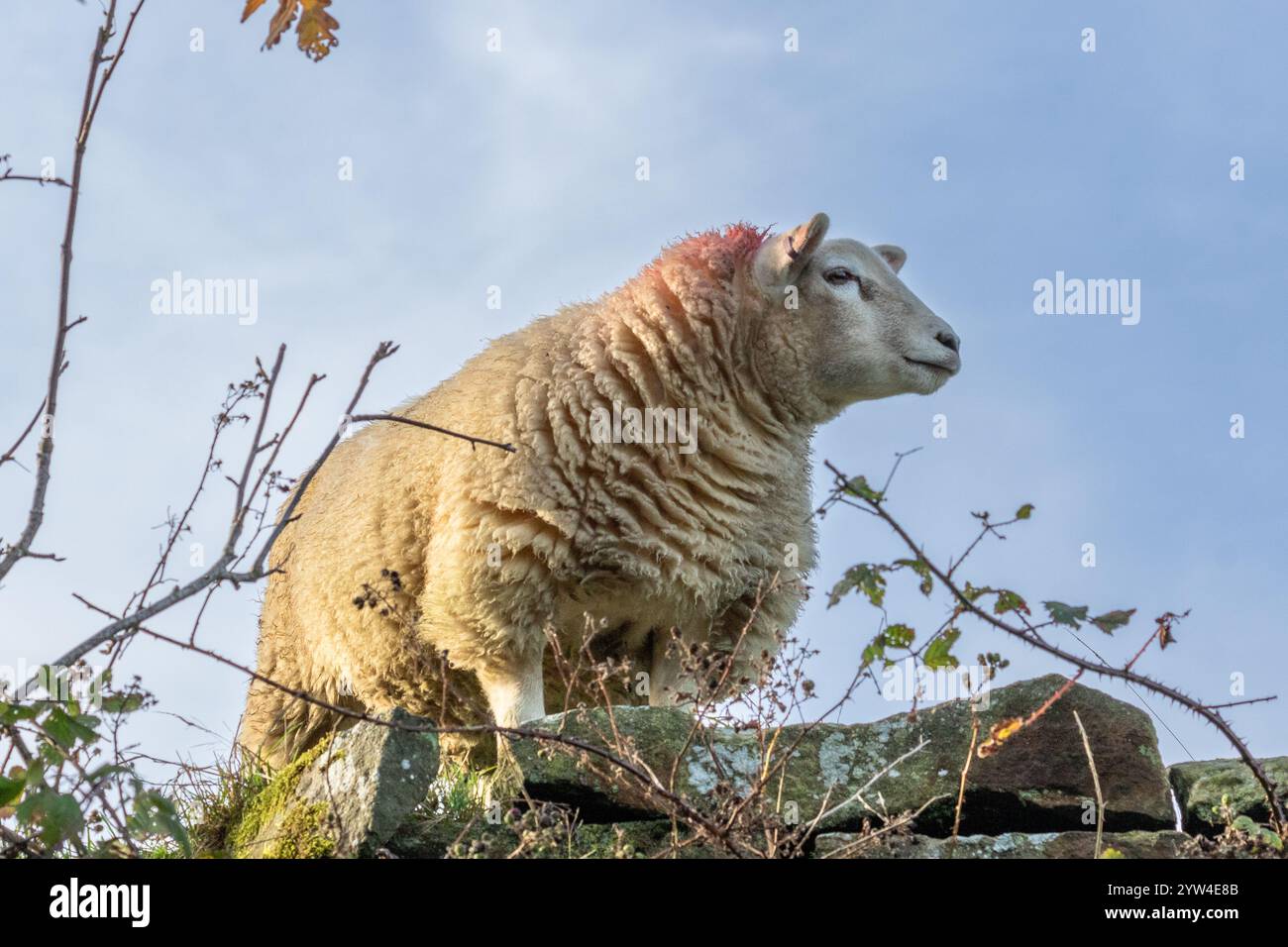 Sheep (Ovis aries, ewe) seen from below. The sheep was looking down ...