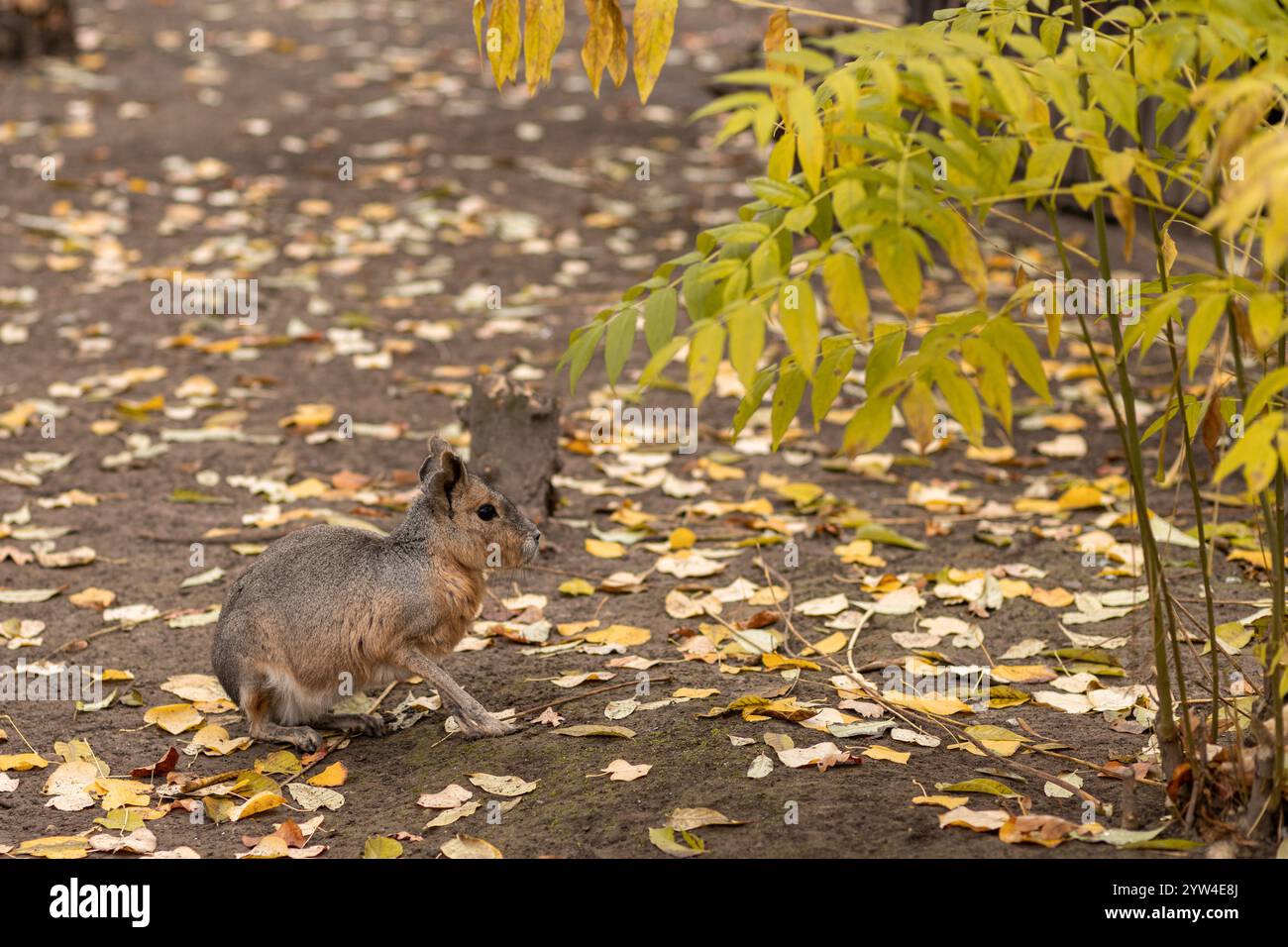 The rodent sits on the ground. Animal life Stock Photo - Alamy