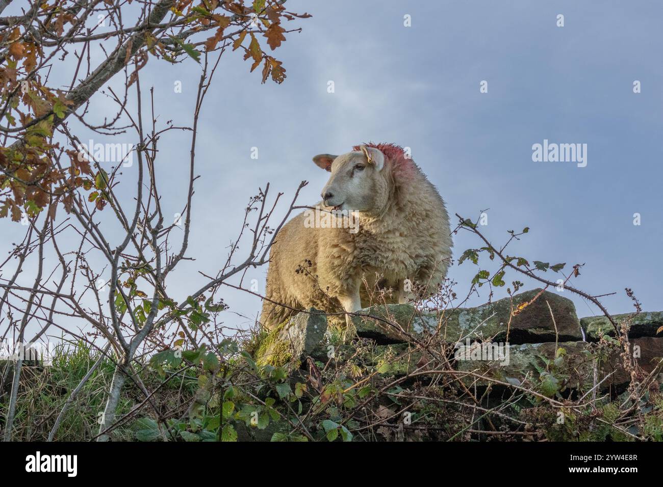 Sheep seen from below hi-res stock photography and images - Alamy