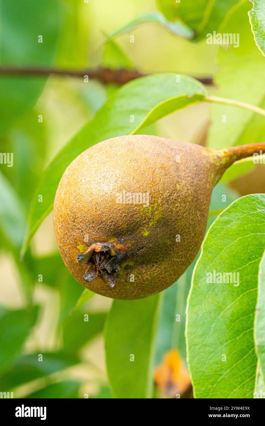 Pear 'Baronne de Melo', Pyrus communis 'Baronne de Melo', fruit Stock ...