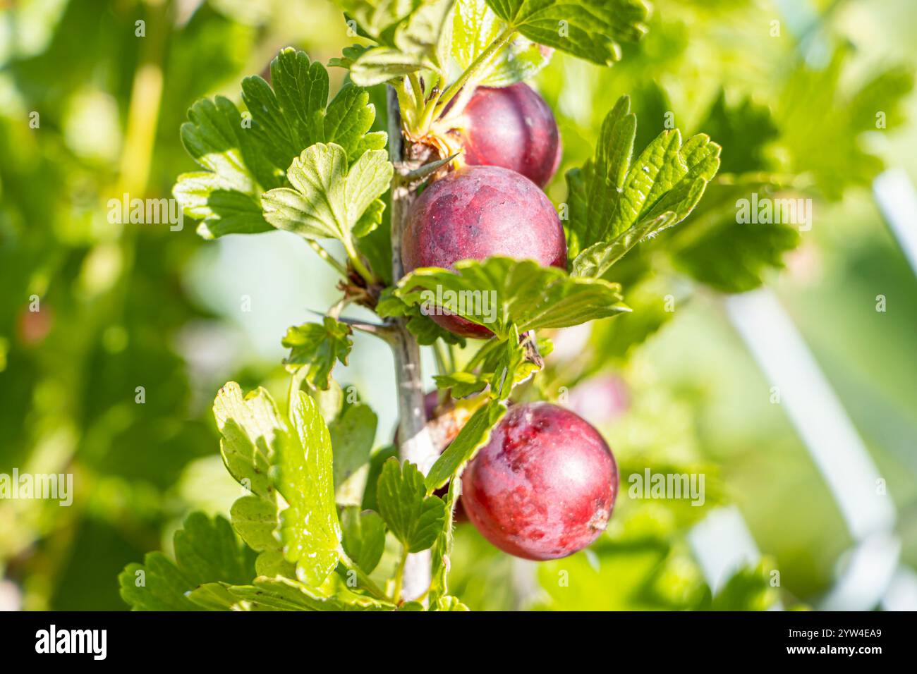 Gooseberry, Ribes uva-crispa, fruits Stock Photo - Alamy