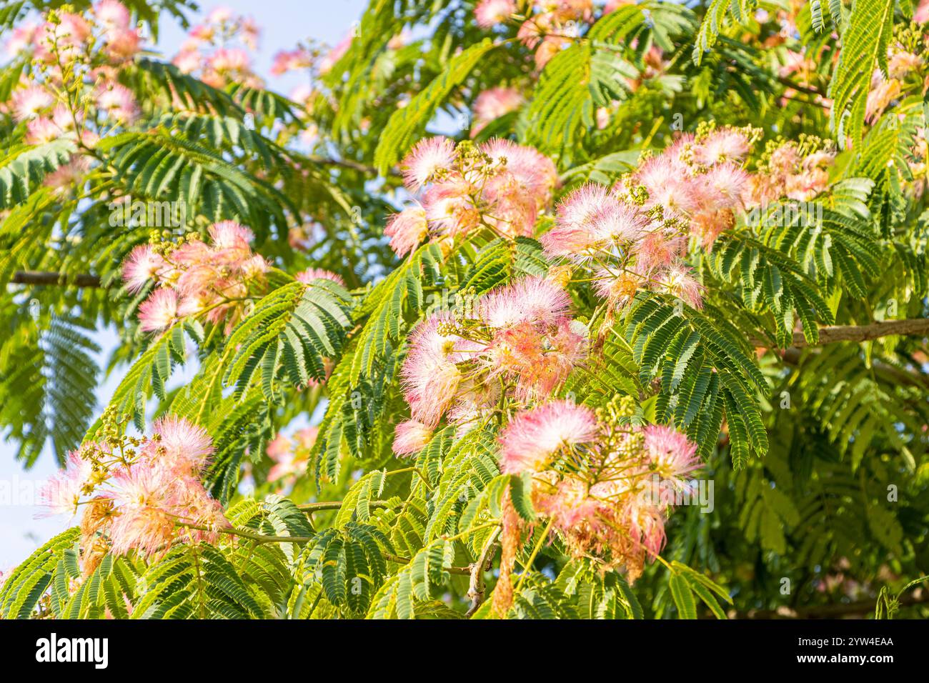 Persian silk tree, Albizia julibrissin 'Rosea', flowers Stock Photo - Alamy