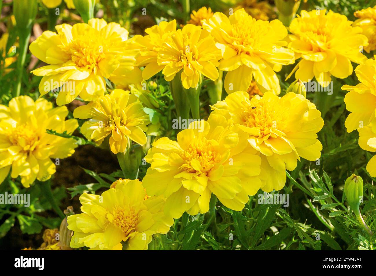 French Marigold, Tagetes patula 'Alumia Vanilla Cream', flowers Stock ...