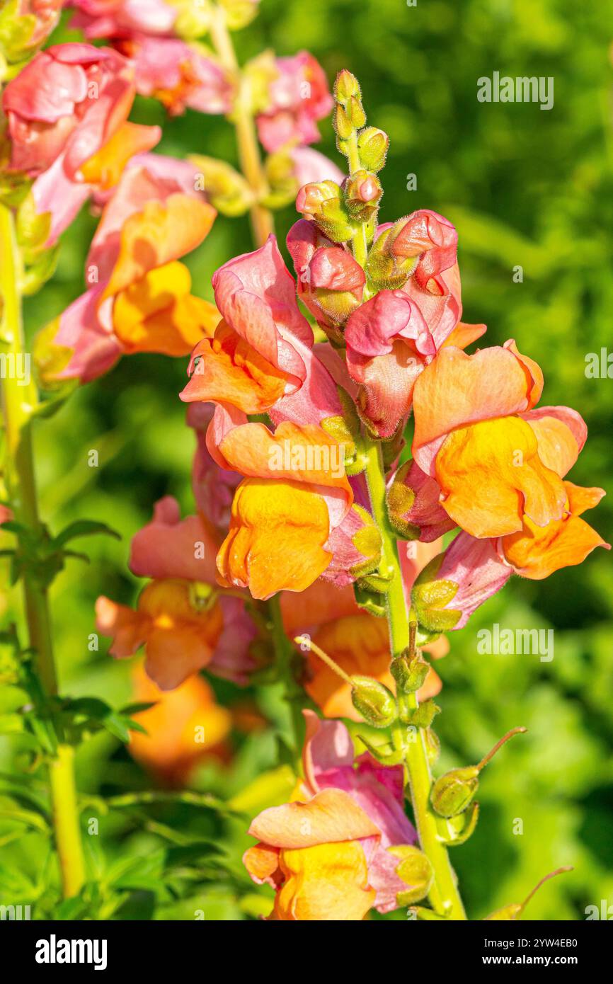 Rocket Bronze Snapdragon, Antirrhinum majus 'Rocket Bronze', flowers ...