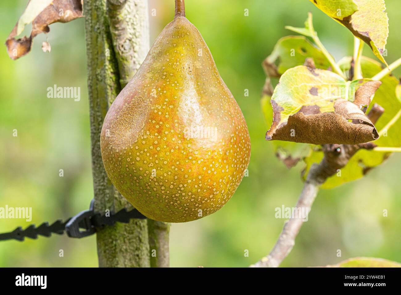 Pear 'Grand Champion', Pyrus communis 'Grand Champion', fruit Stock ...