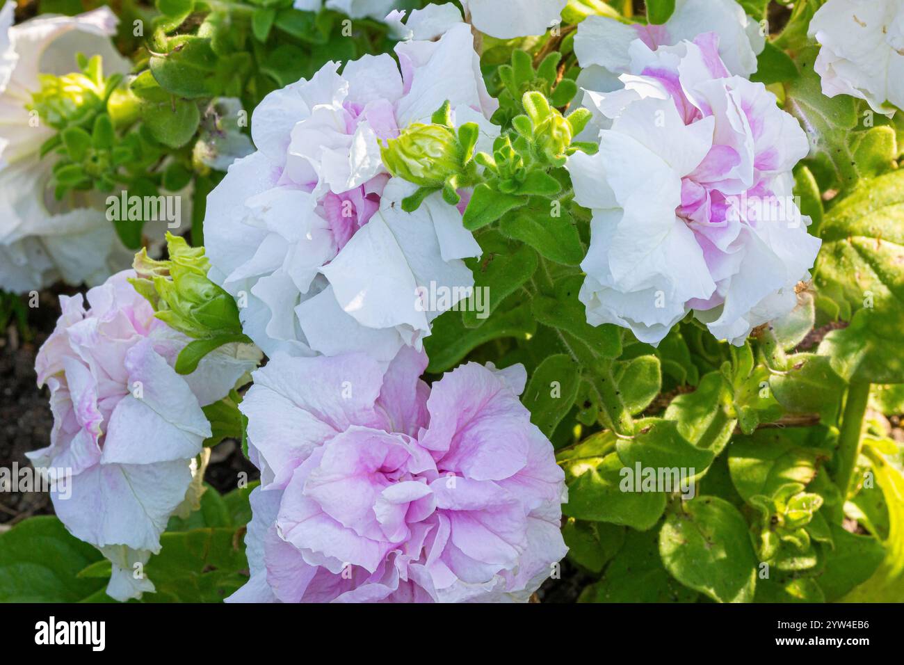 Petunia 'Cascade Orchid Mist', Petunia grandiflora Cascade Orchid Mist ...