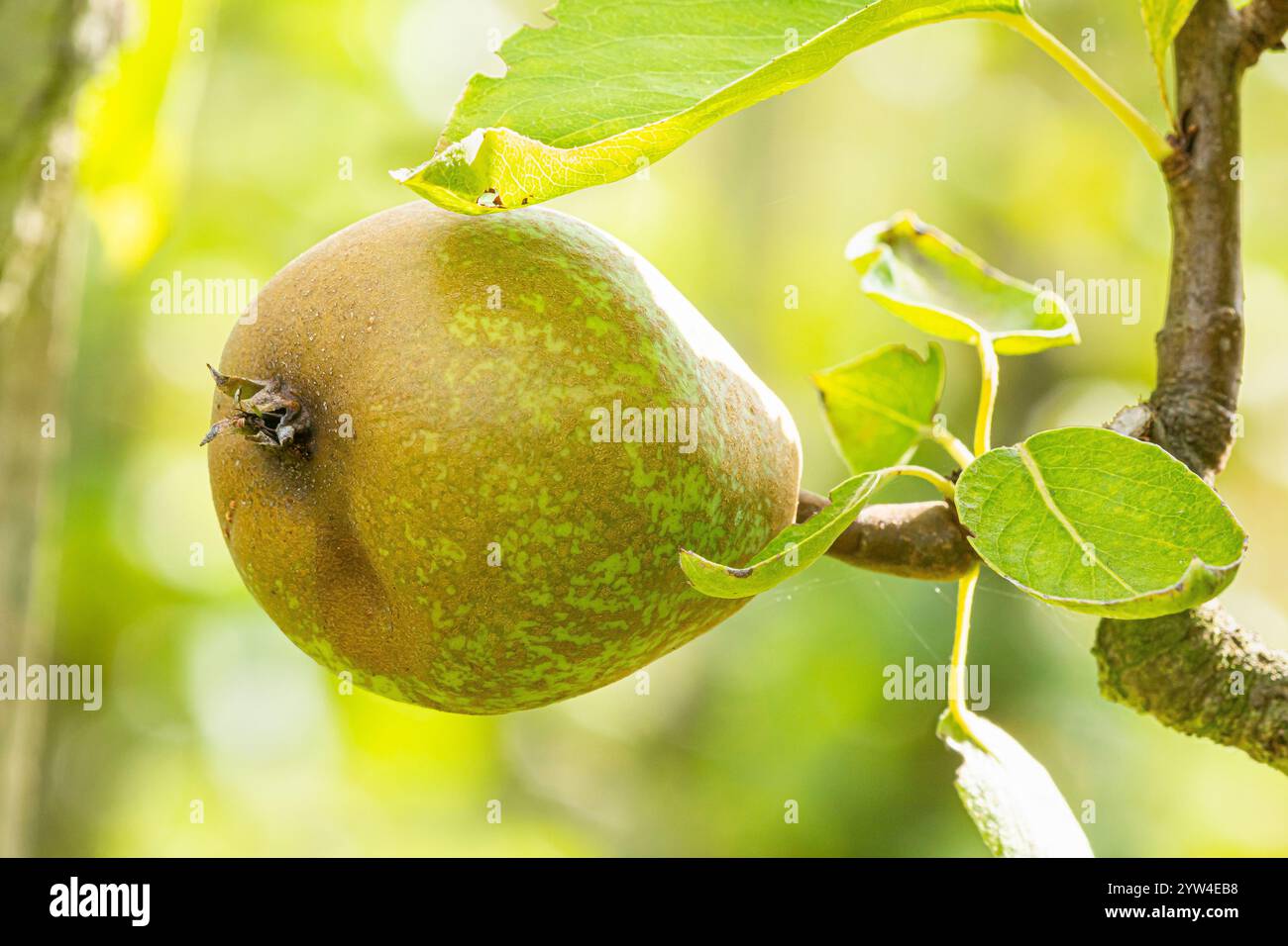 Pear 'Madame Ballet', Pyrus communis 'Madame Ballet', fruit Stock Photo ...