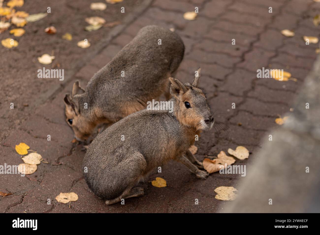 The rodent sits on the ground. Animal life Stock Photo - Alamy
