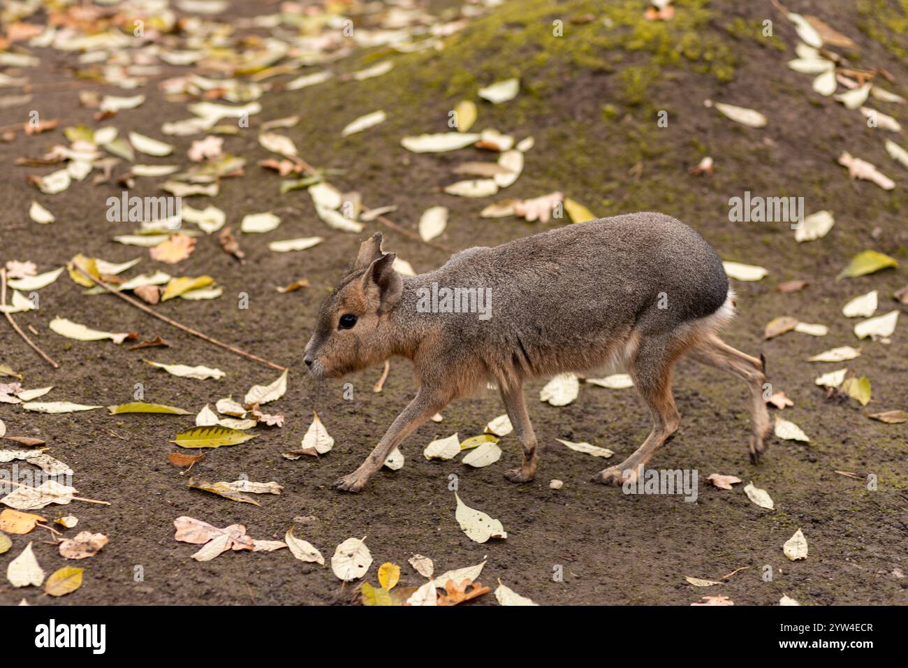 The rodent sits on the ground. Animal life Stock Photo - Alamy
