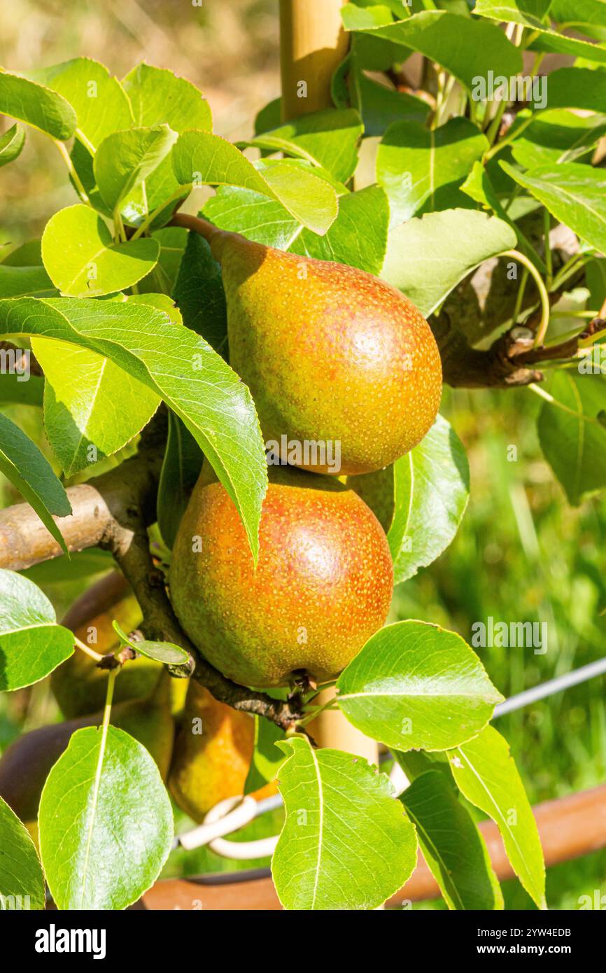 Pear 'Beurre Durondeau', Pyrus communis 'Beurre Durondeau', fruits ...