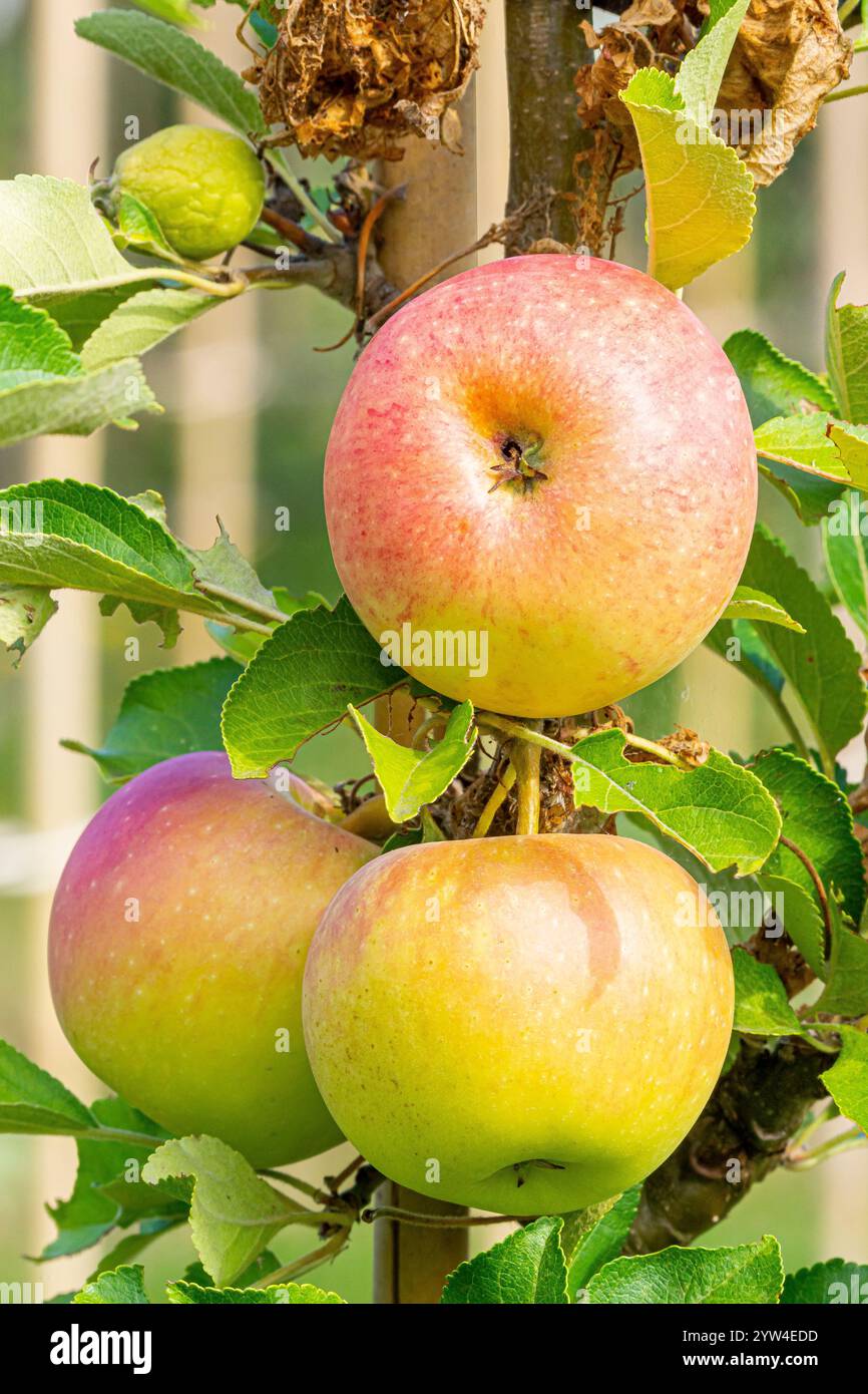 Apple 'James Grieve', Malus domestica 'James Grieve', fruits Stock ...