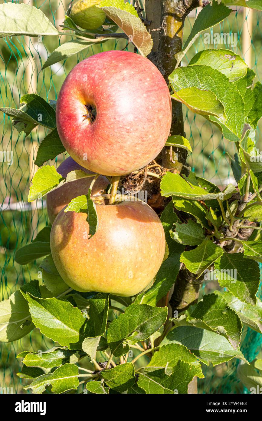 Apple Malus 'James Grieve', domestica 'James Grieve', fruit Stock Photo - Alamy