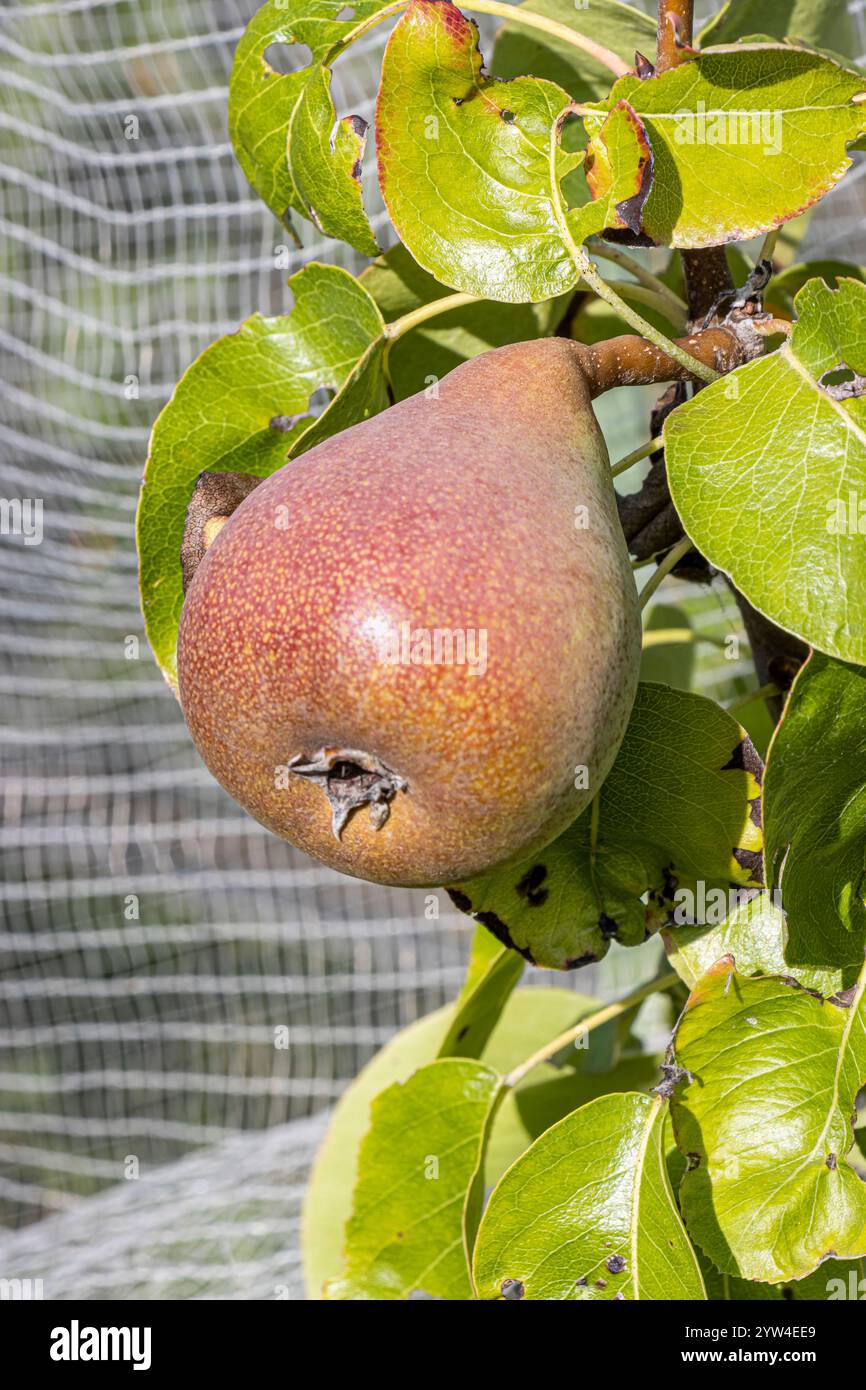 Pear 'Beurre precoce Morettini', Pyrus communis 'Beurre precoce ...