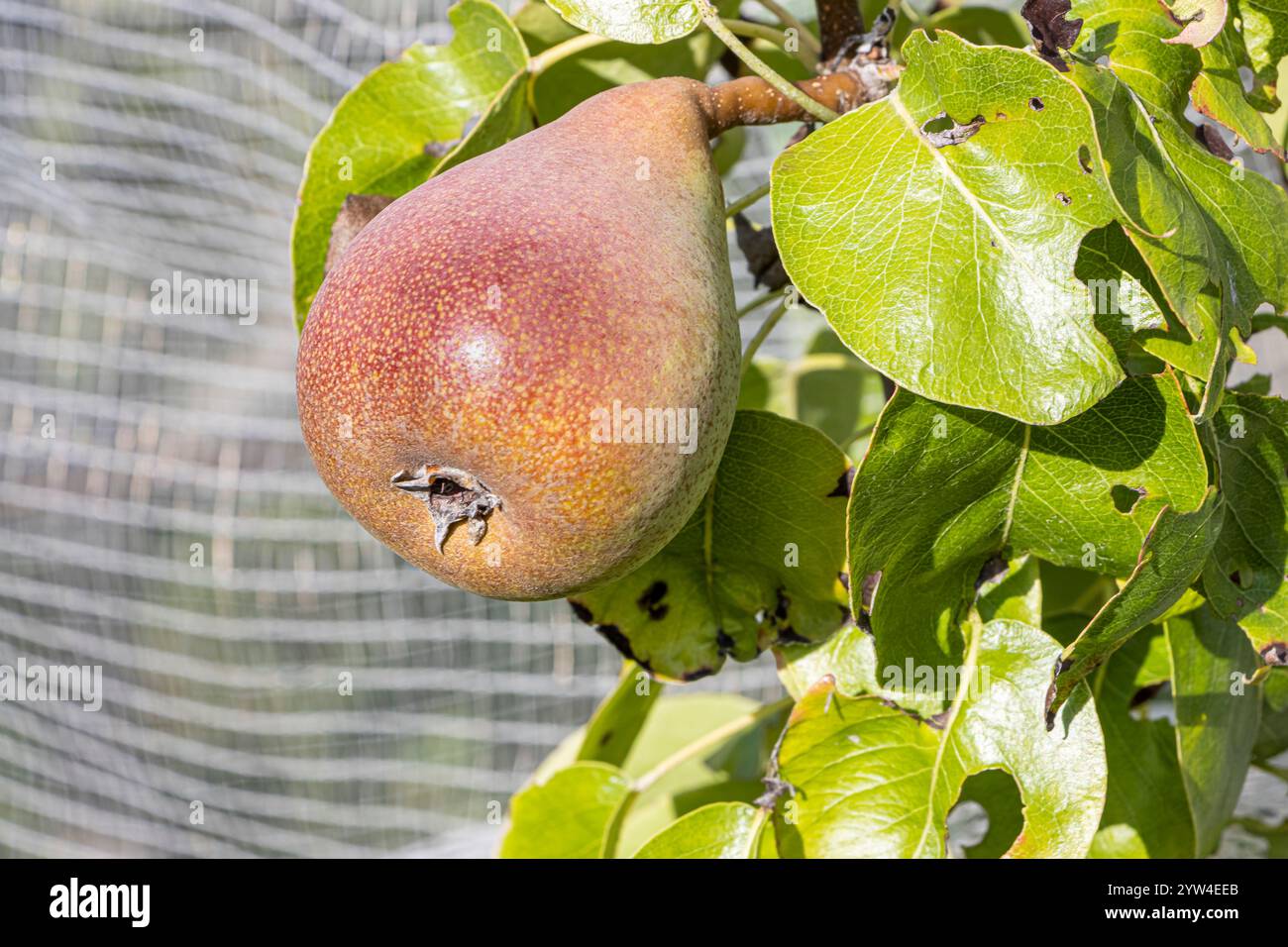 Pear 'Beurre precoce Morettini', Pyrus communis 'Beurre precoce ...