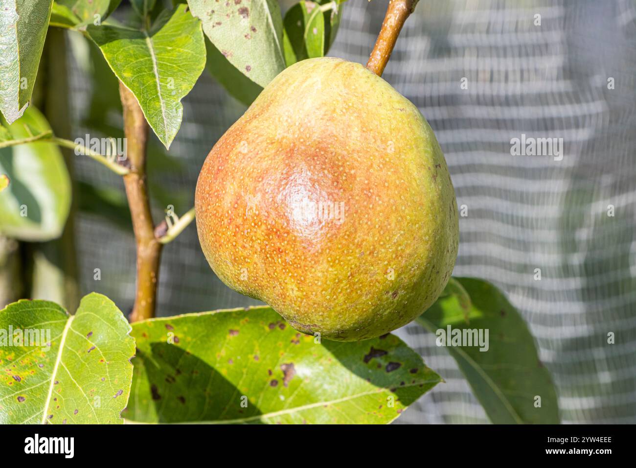 Pear 'Charles Cognee', Pyrus communis 'Charles Cognee', fruit Stock ...