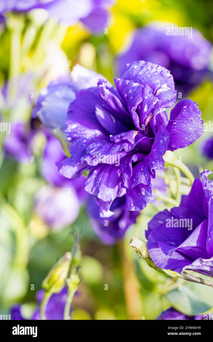 Texas Bluebell, Eustoma grandiflorum 'Double Echo Blue', flowers Stock ...