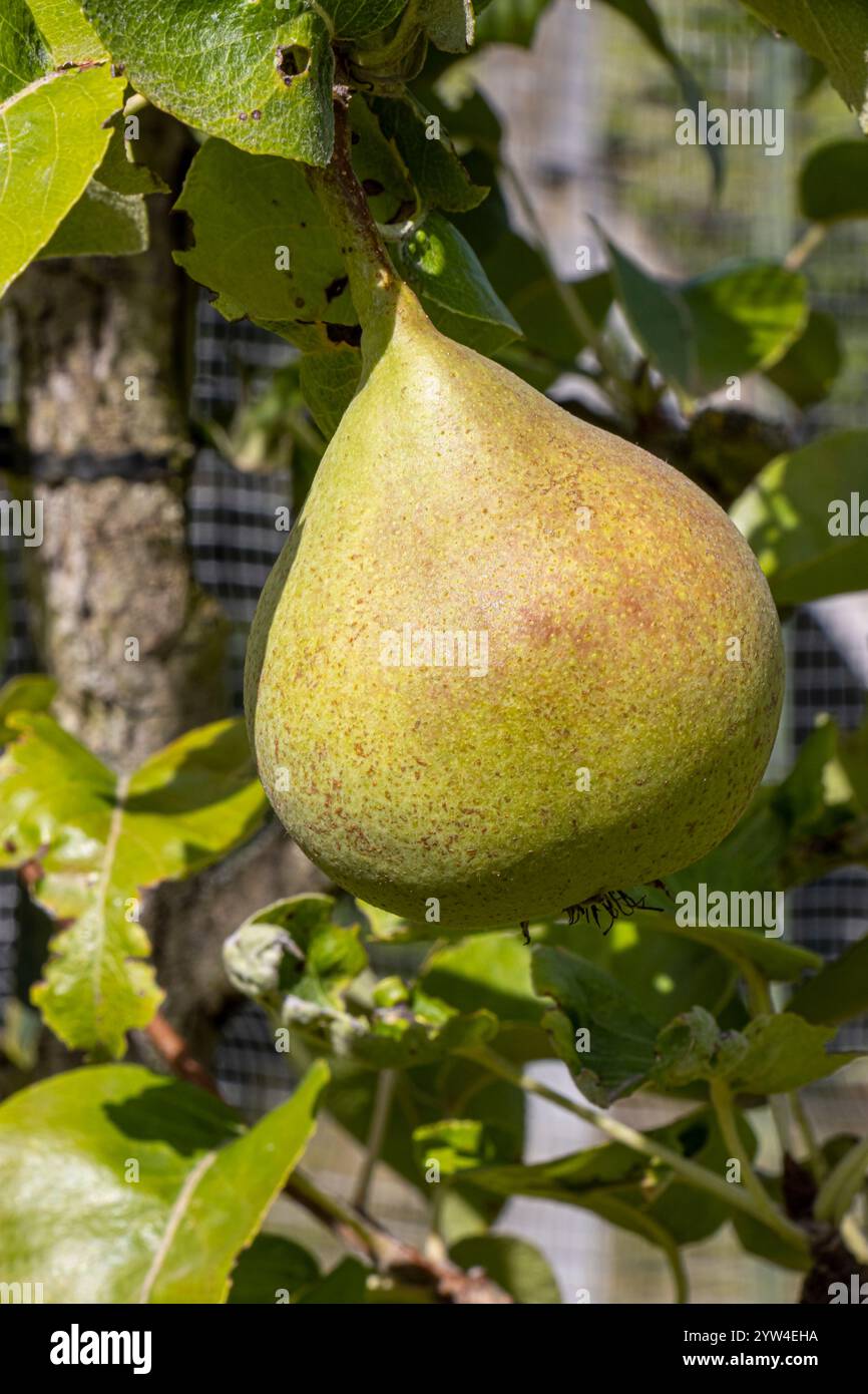 Pear 'Poire Coing', Pyrus communis 'Poire Coing', fruit Stock Photo - Alamy