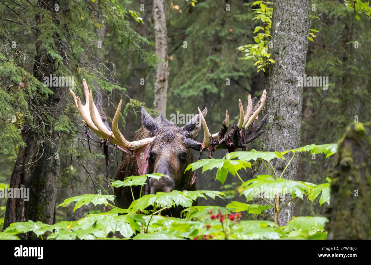 Alaska Yukon Bull Moose in Early autumn in Alaska Stock Photo - Alamy