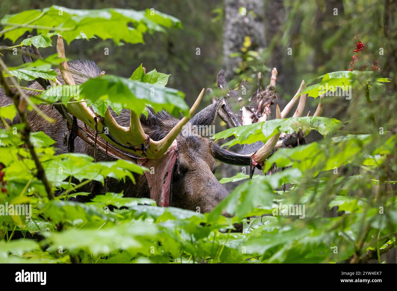 Alaska Yukon Bull Moose in Early autumn in Alaska Stock Photo - Alamy