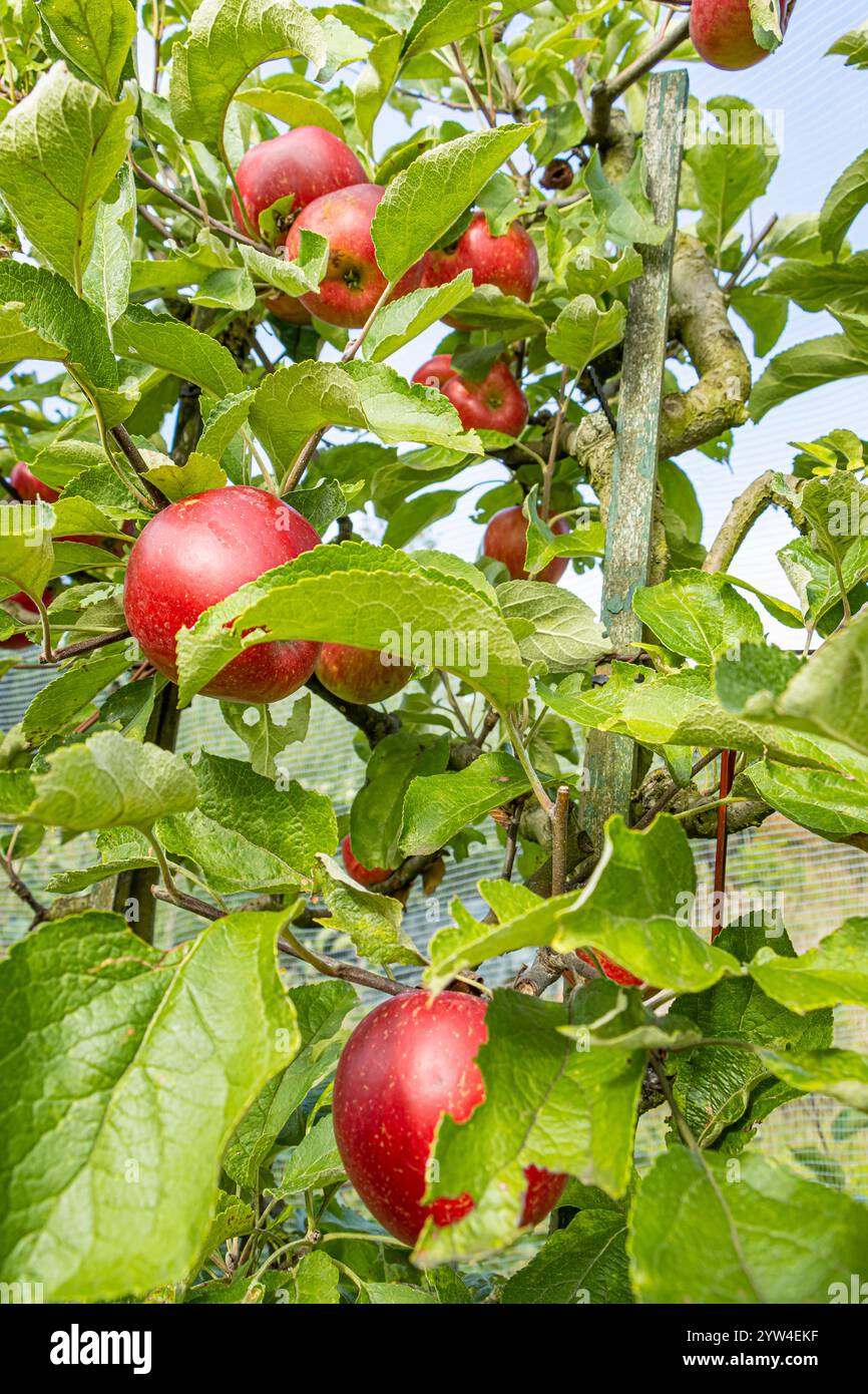 Apple 'Akane', Malus domestica 'Akane', fruits Stock Photo - Alamy