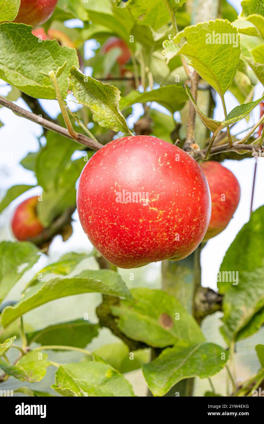 Apple 'Akane', Malus domestica 'Akane', fruits Stock Photo - Alamy