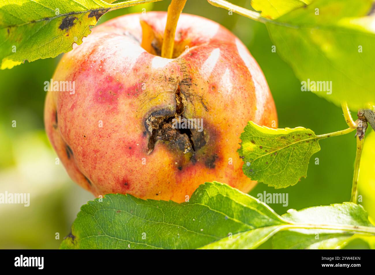 Codling moth attack on apple 'Ellison's orange', Malus domestica ...