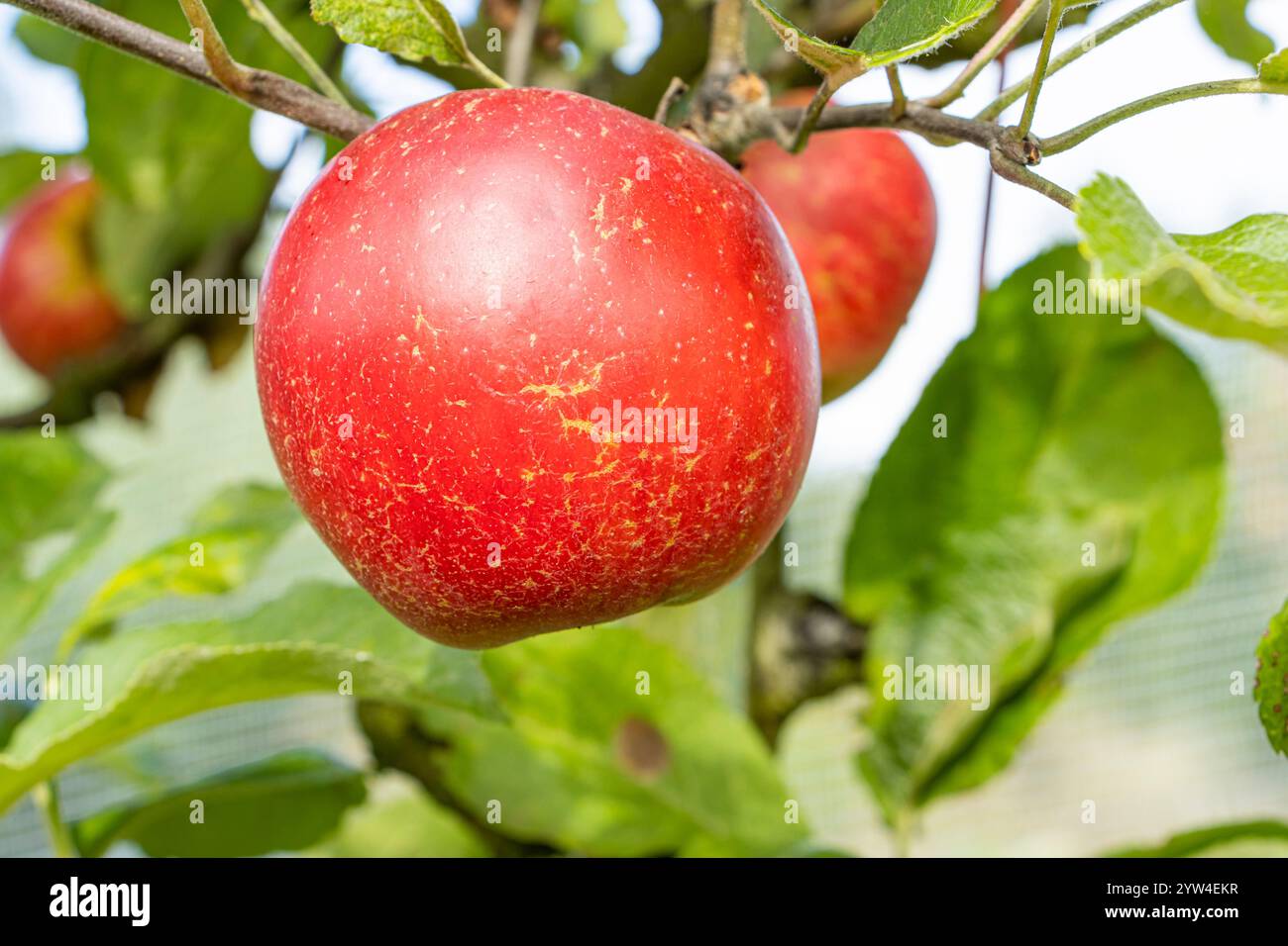 Apple 'Akane', Malus domestica 'Akane', fruit Stock Photo - Alamy