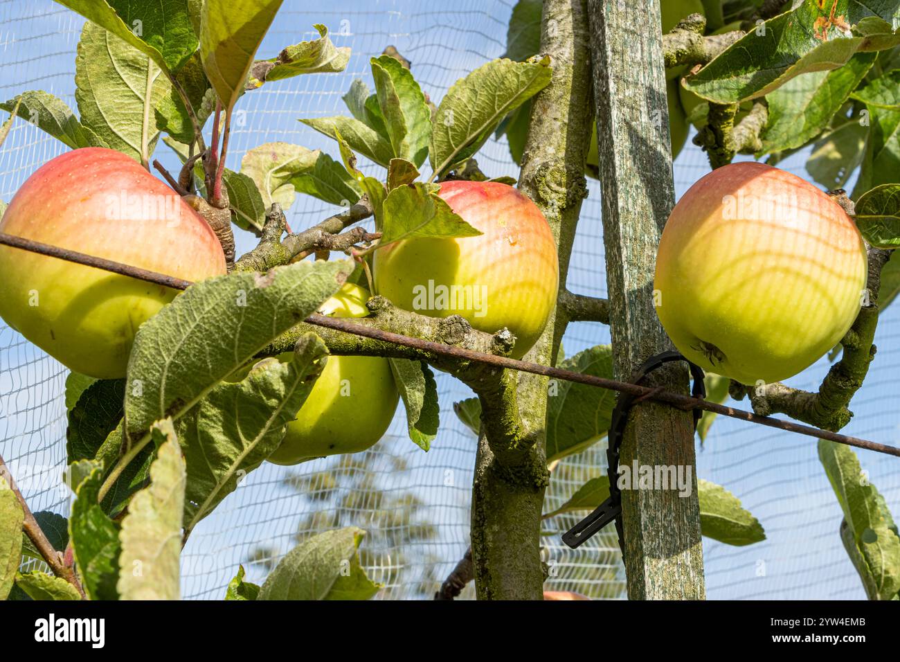Apple 'Blushing Golden', Malus domestica 'Blushing Golden', fruits ...