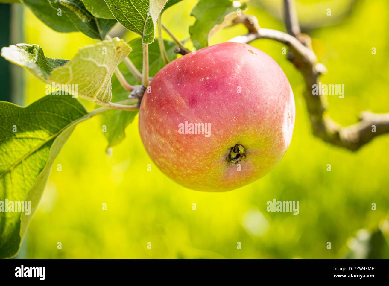 Reinette Rosee' apple tree, Malus domestica 'Reinette rosee', fruit ...