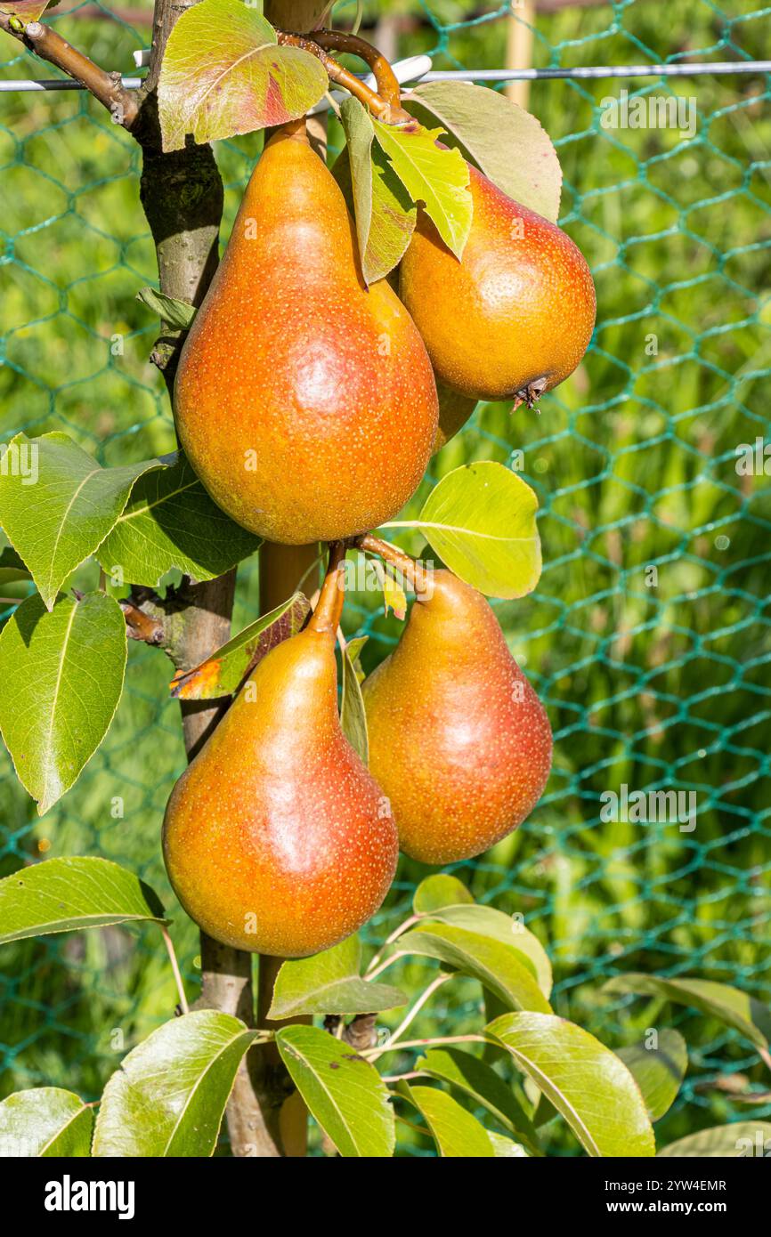 Pear 'Beurre Durondeau', Pyrus communis 'Beurre Durondeau', fruits ...