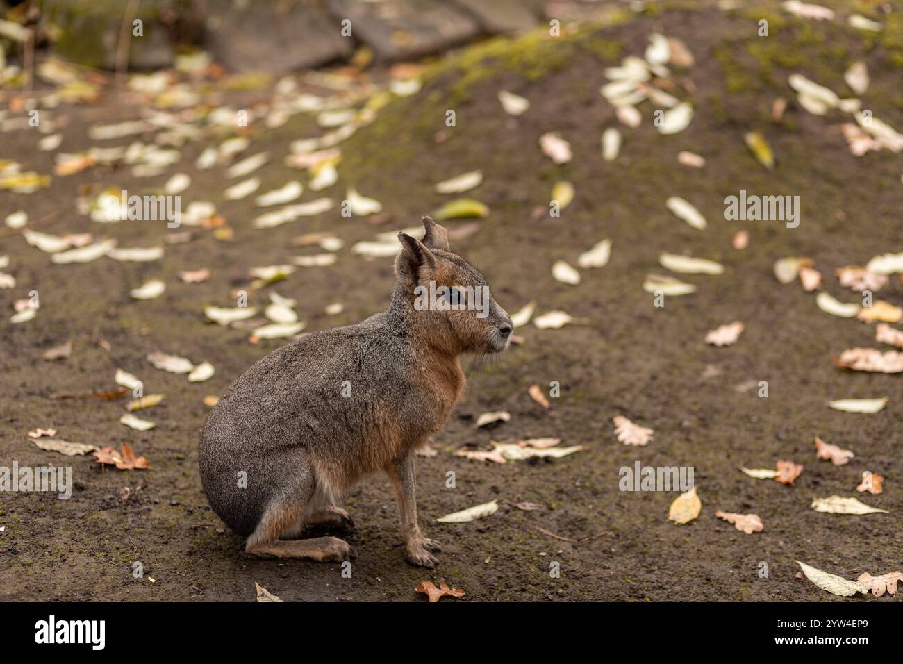 The rodent sits on the ground. Animal life Stock Photo - Alamy