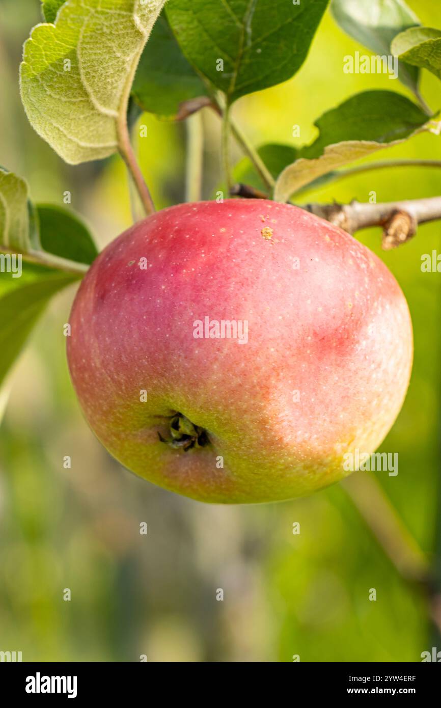 Apple 'Reinette Rosee', Malus domestica 'Reinette Rosee', fruit Stock ...