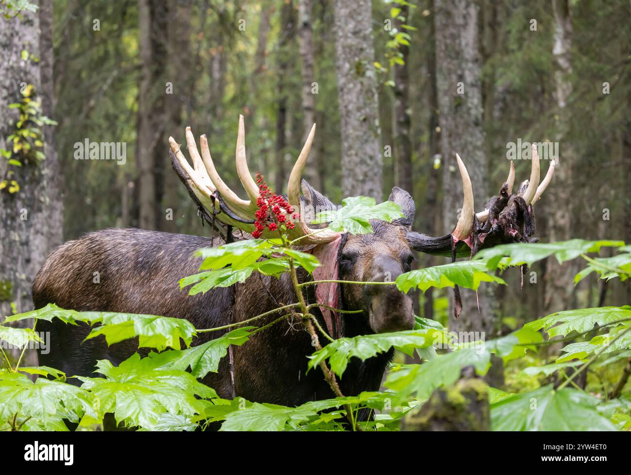 Alaska Yukon Bull Moose in Early autumn in Alaska Stock Photo - Alamy