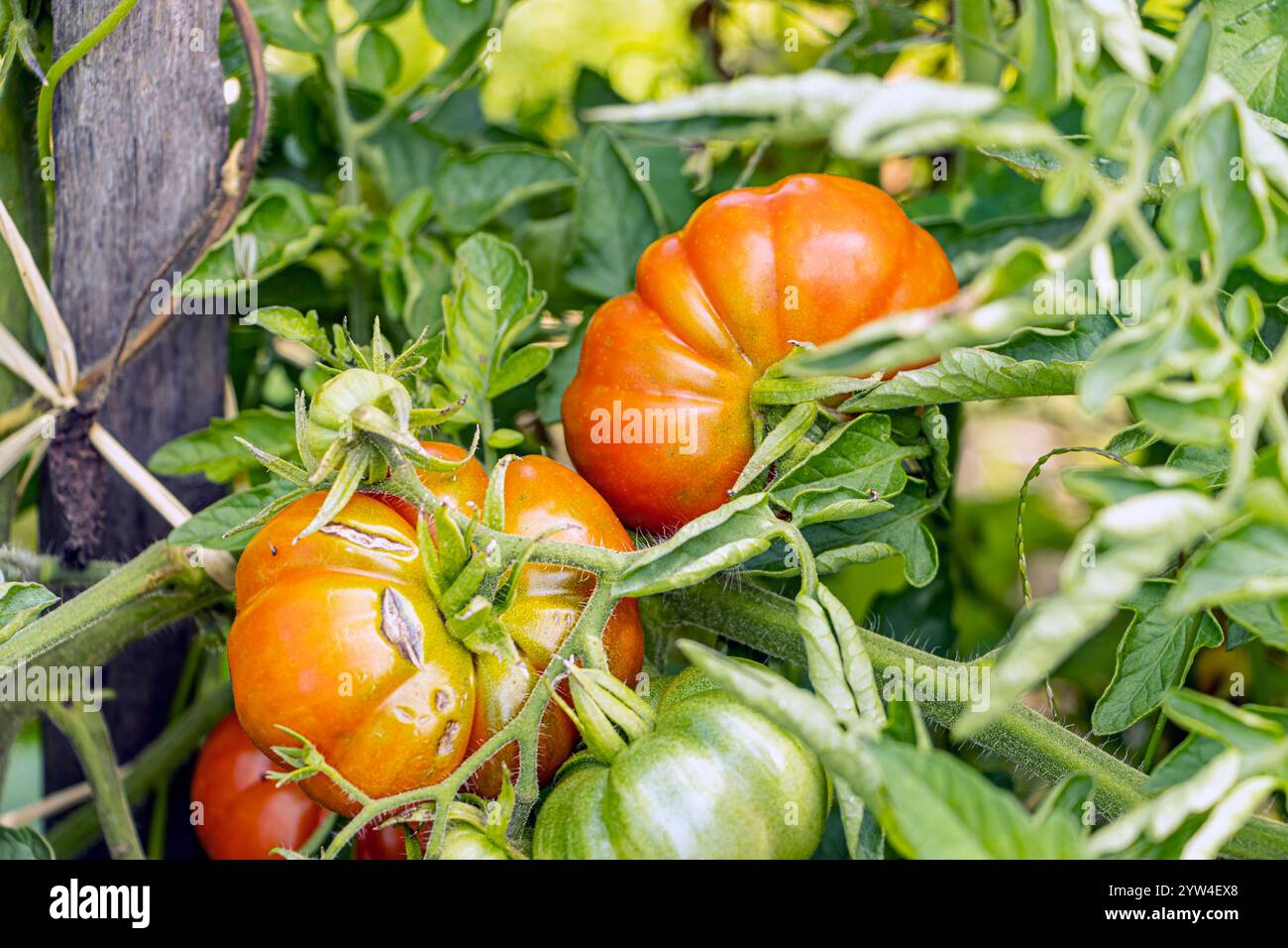 Tomato 'Coeur de Boeuf Rouge', Red Late Tomato, fruits Stock Photo - Alamy