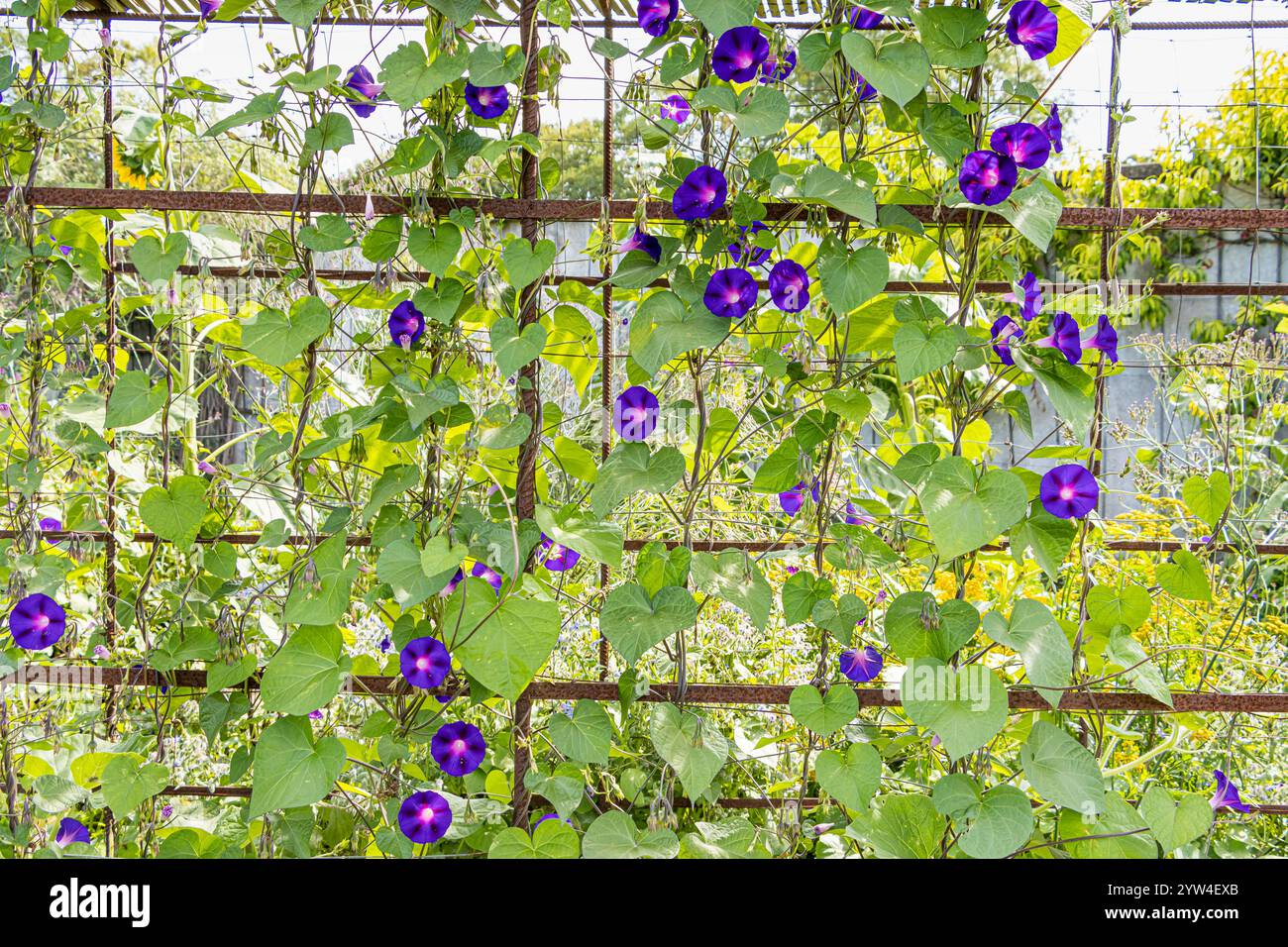 Tall Morning Glory 'Grand' Pa Ott'', Ipomoea purpurea 'Grand' Pa Ott ...