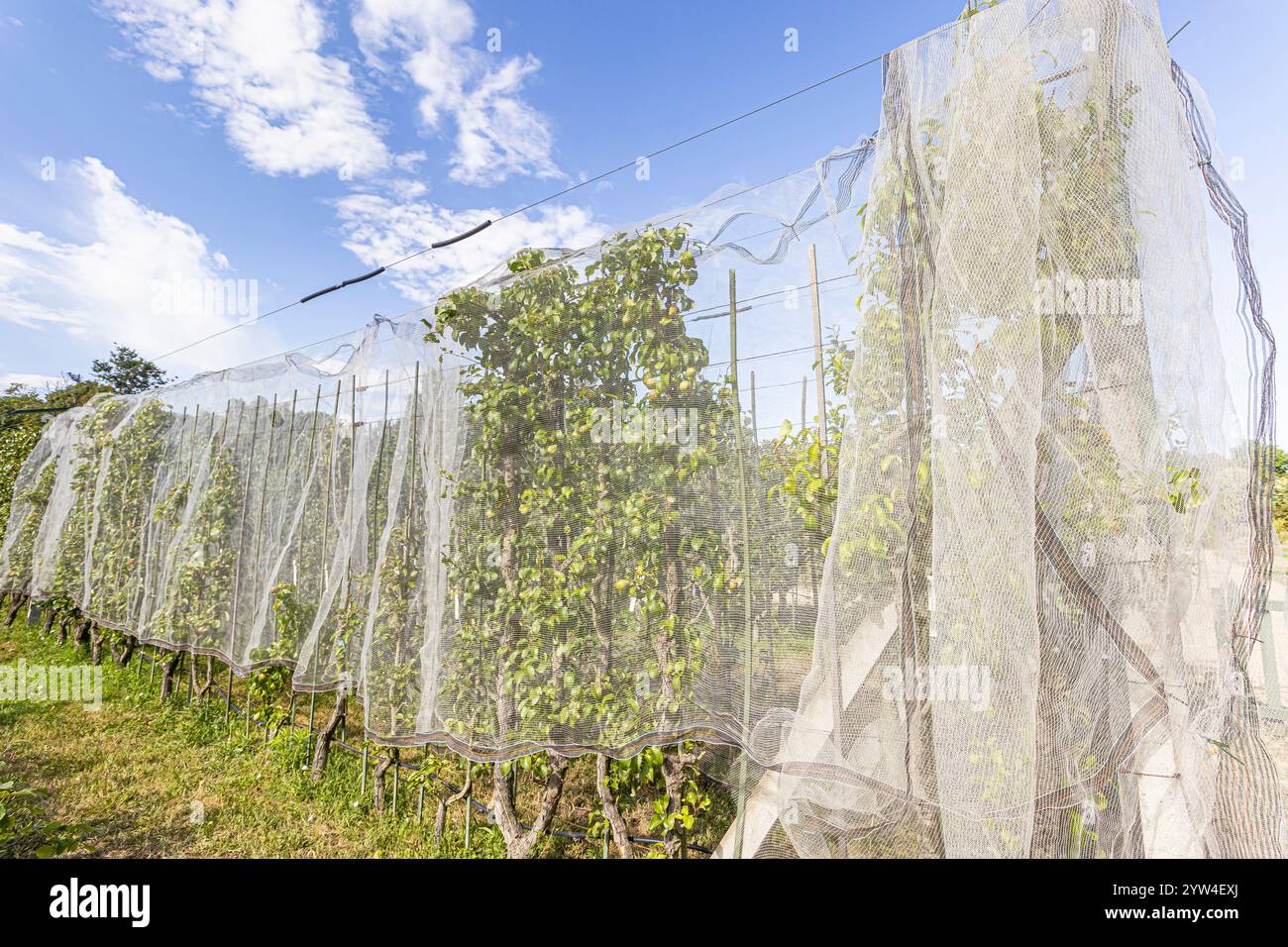 Net to protect apple trees from birds Stock Photo - Alamy