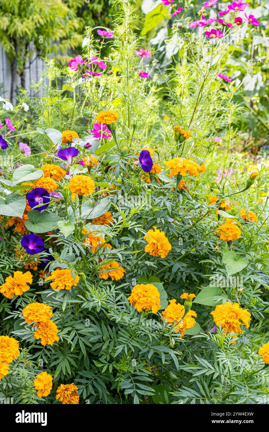 Mexican Marigold 'Perfection Orange', Tagetes erecta 'Perfection Orange ...