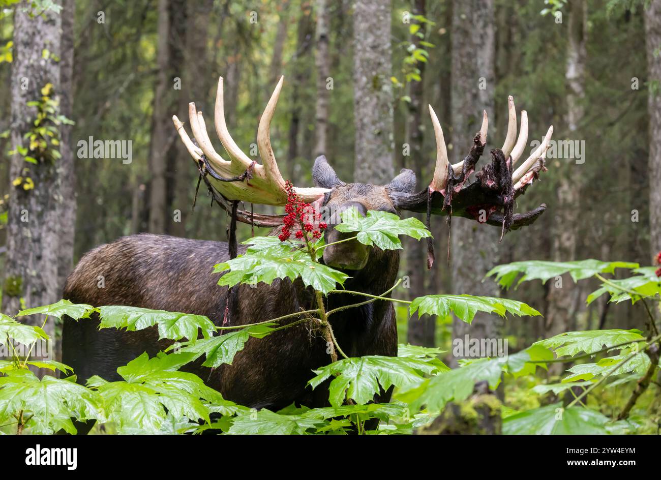 Alaska Yukon Bull Moose in Early autumn in Alaska Stock Photo - Alamy