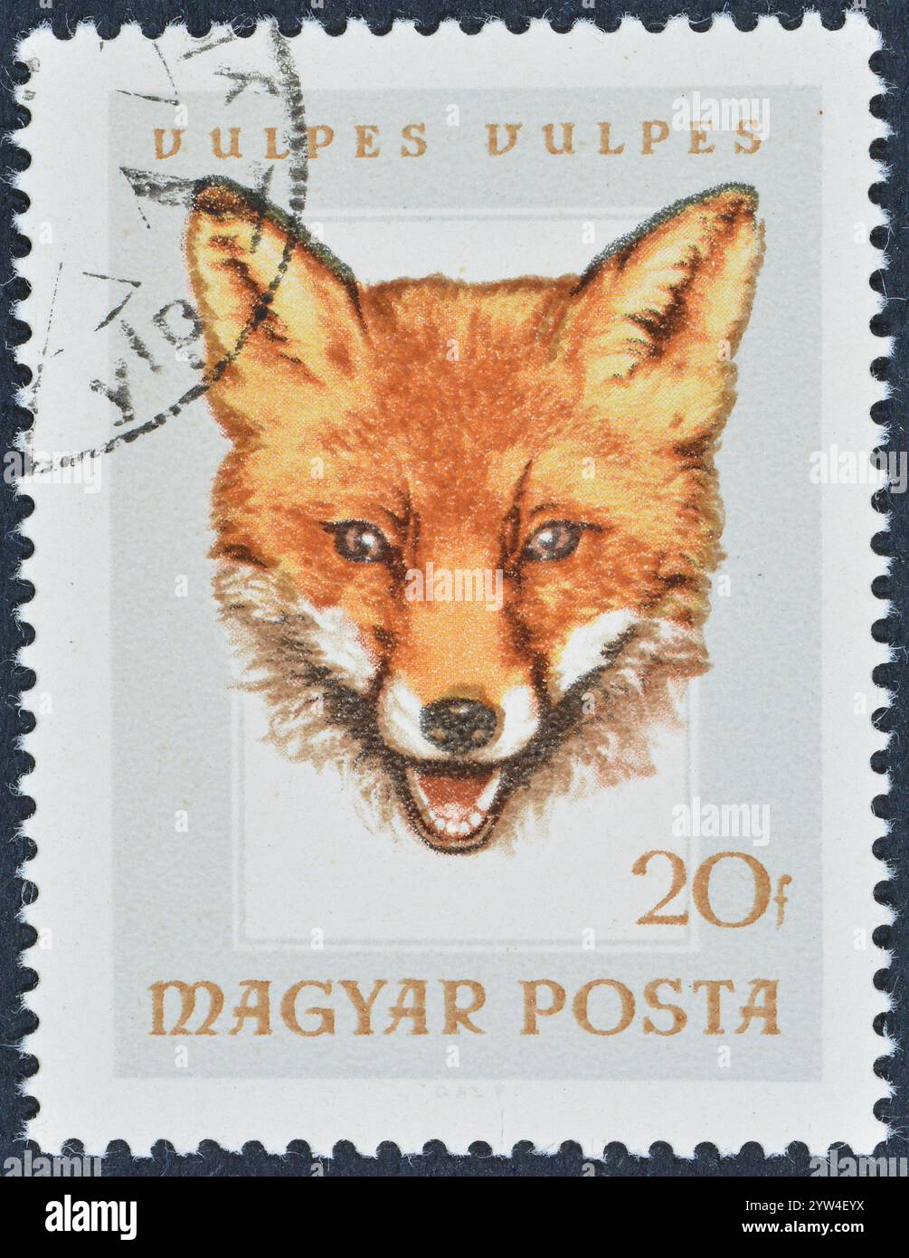 Cancelled postage stamp printed by Hungary, that shows Red Fox (Vulpes ...
