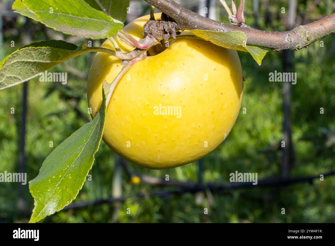 Apple 'Saint Michel', Malus domestica 'Saint Michel', fruit Stock Photo ...
