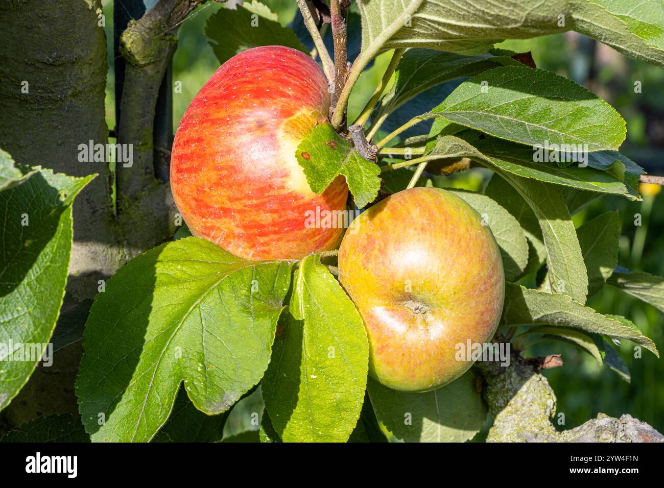 Apple 'Reinette d'Espagne', Malus domestica 'Reinette d'Espagne ...