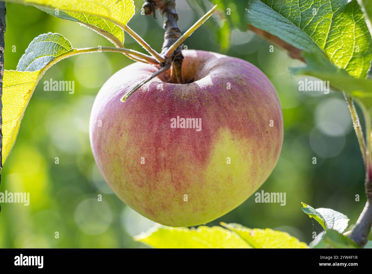 Apple 'Winesap', Malus domestica 'Winesap', fruit Stock Photo - Alamy