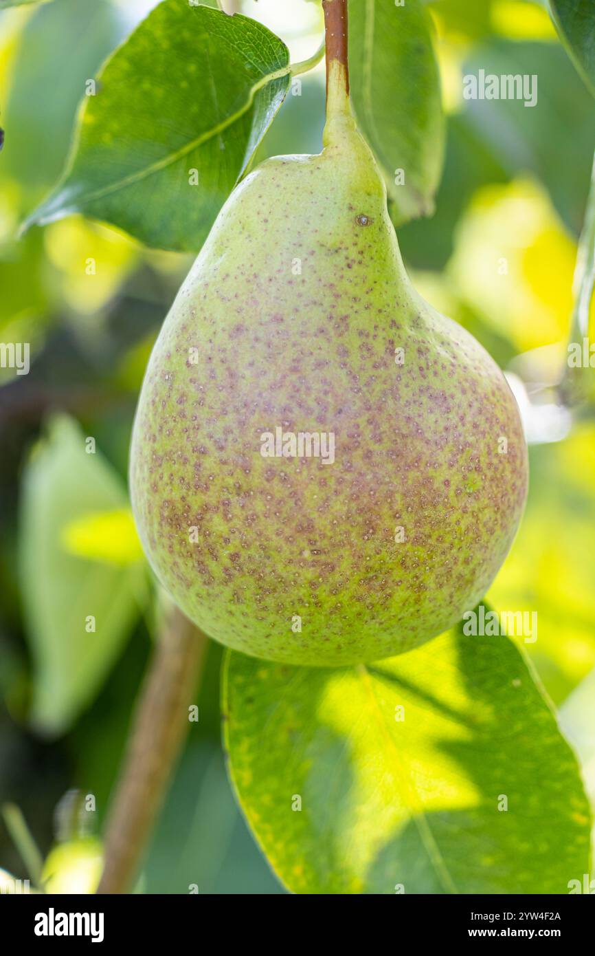 Pear 'Frangipane', Pyrus communis 'Frangipane', fruit Stock Photo - Alamy