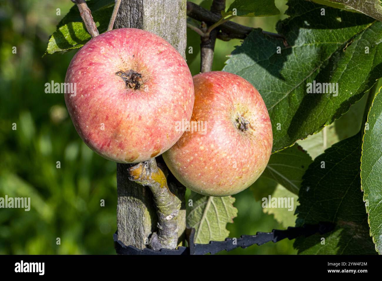 Apple 'Golden russet of Western New York', Malus domestica 'Golden ...