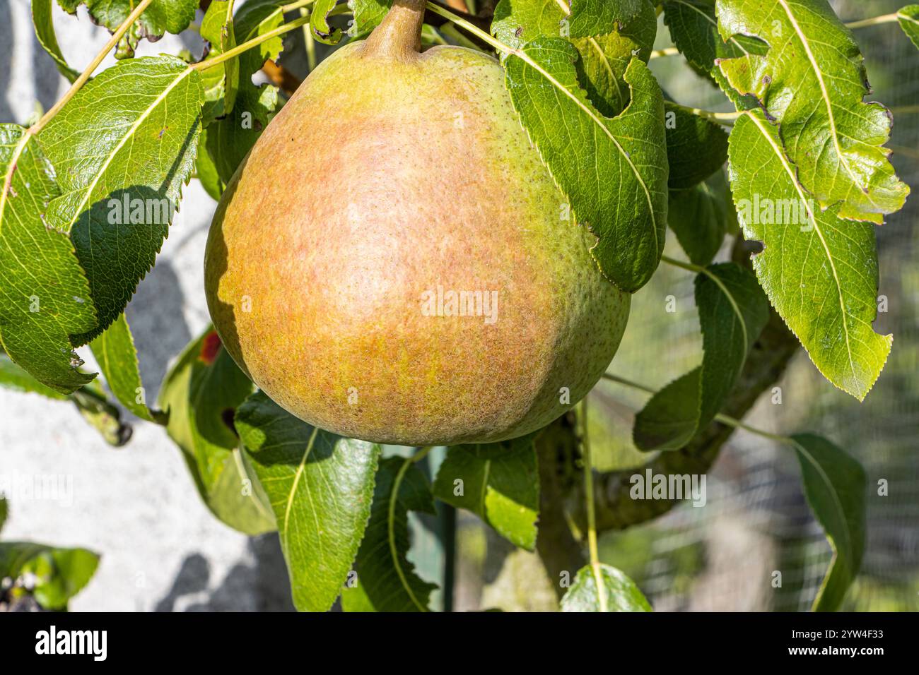 Pear 'De Fer', Pyrus communis 'De Fer', fruit Stock Photo - Alamy