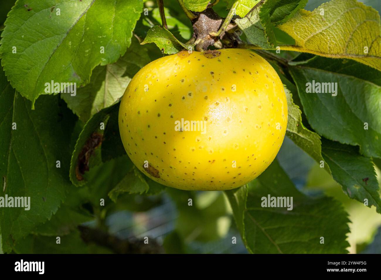 Apple 'Reinette Abri', Malus domestica 'Reinette Abri', fruit Stock ...