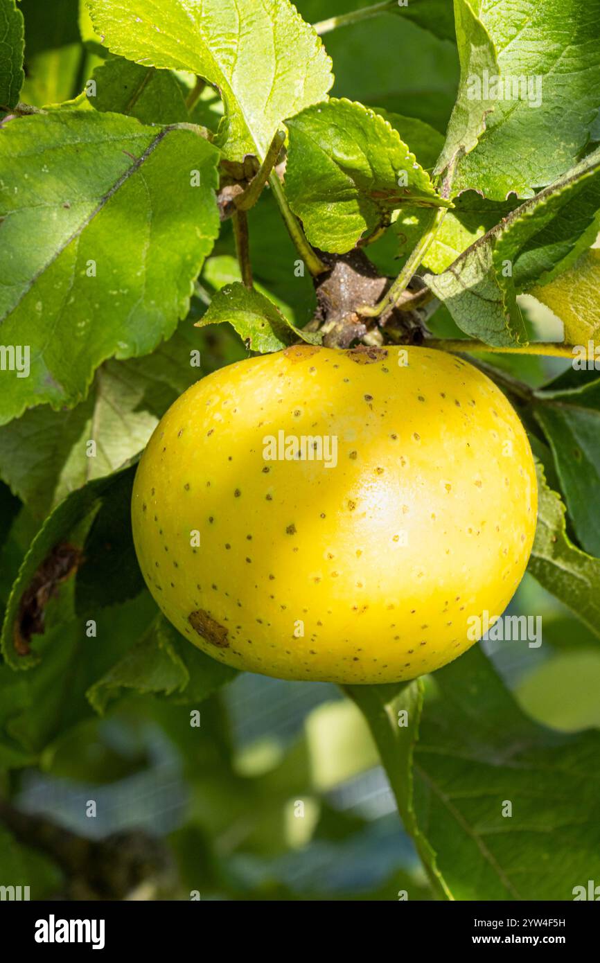 Apple 'Reinette Abri', Malus domestica 'Reinette Abri', fruit Stock ...